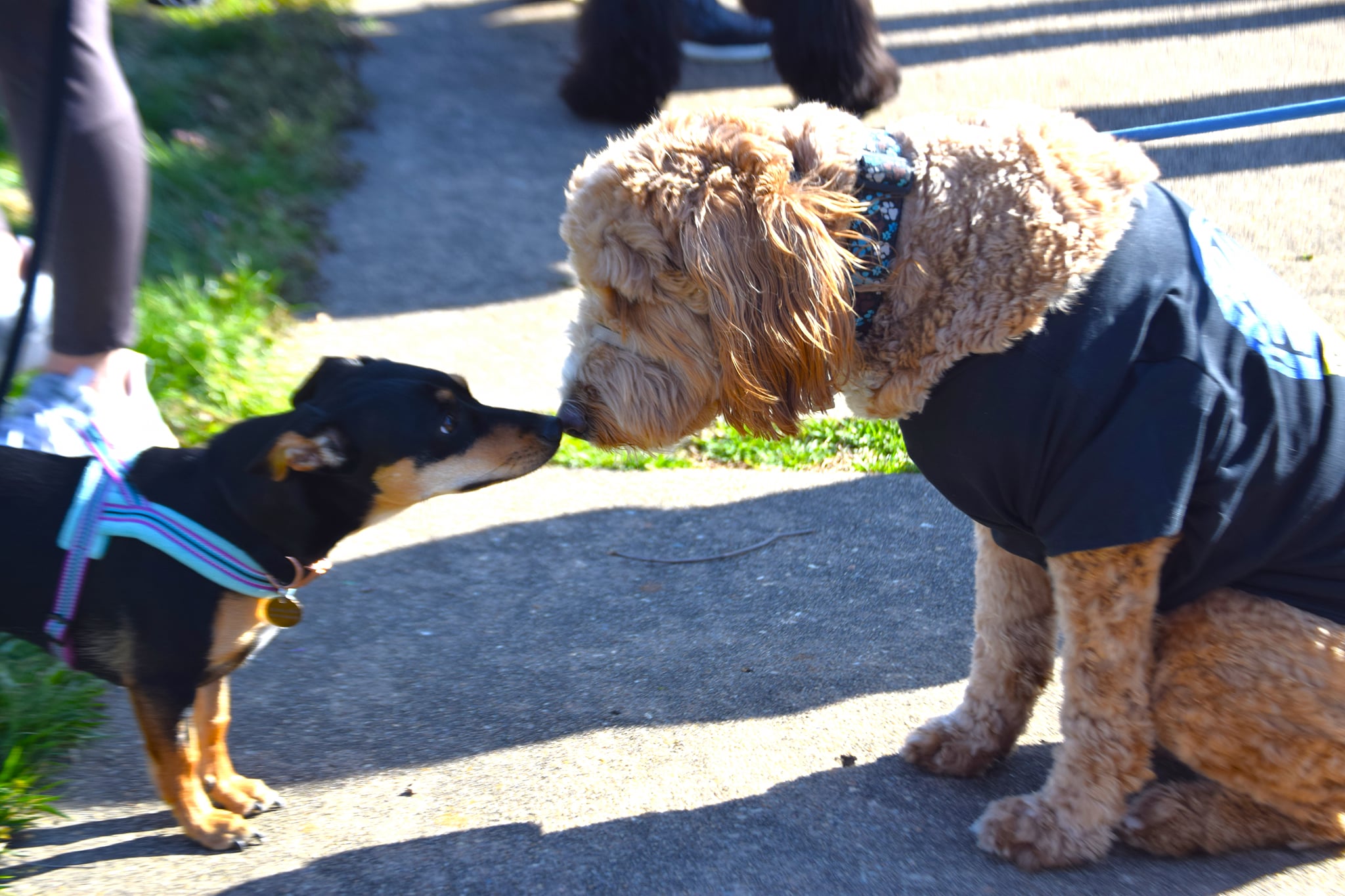 Let's Connect - ALX Dog Walk
